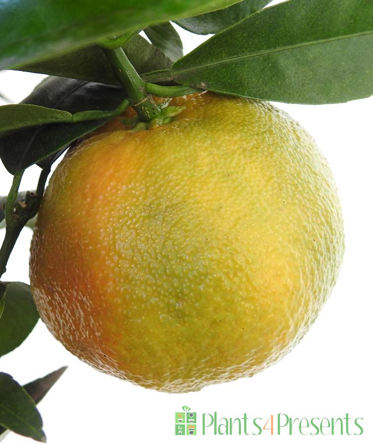Large Clementine Trees | Next Day Delivery Available | Plants4Presents