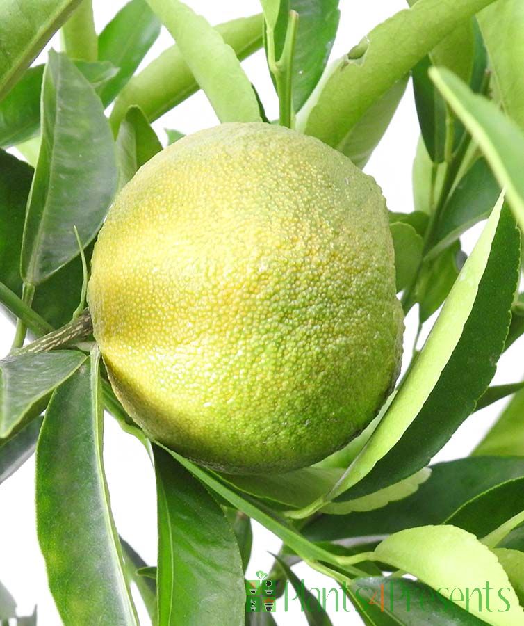 Large Clementine Trees | Next Day Delivery Available | Plants4Presents