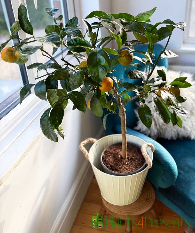 Clementine Trees | Send large citrus trees as unusual plant gifts