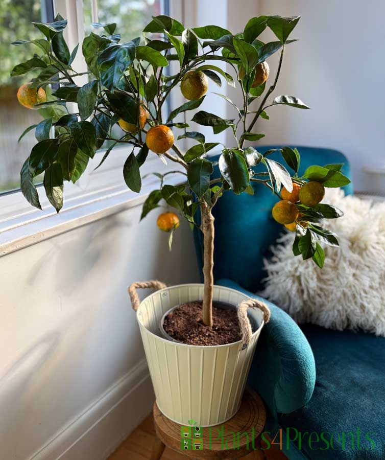 Clementine Trees | Send large citrus trees as unusual plant gifts