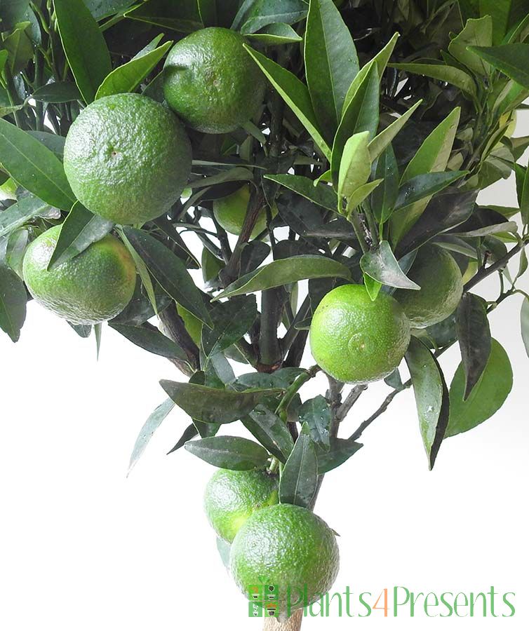 Large Clementine Trees | Next Day Delivery Available | Plants4Presents
