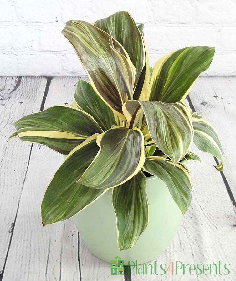 Cordyline Chocolate Queen for an easy going houseplant