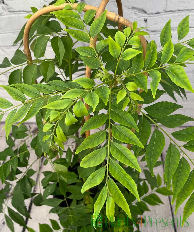 Our largest Curry leaf plant stands at over 3ft tall and can be ...