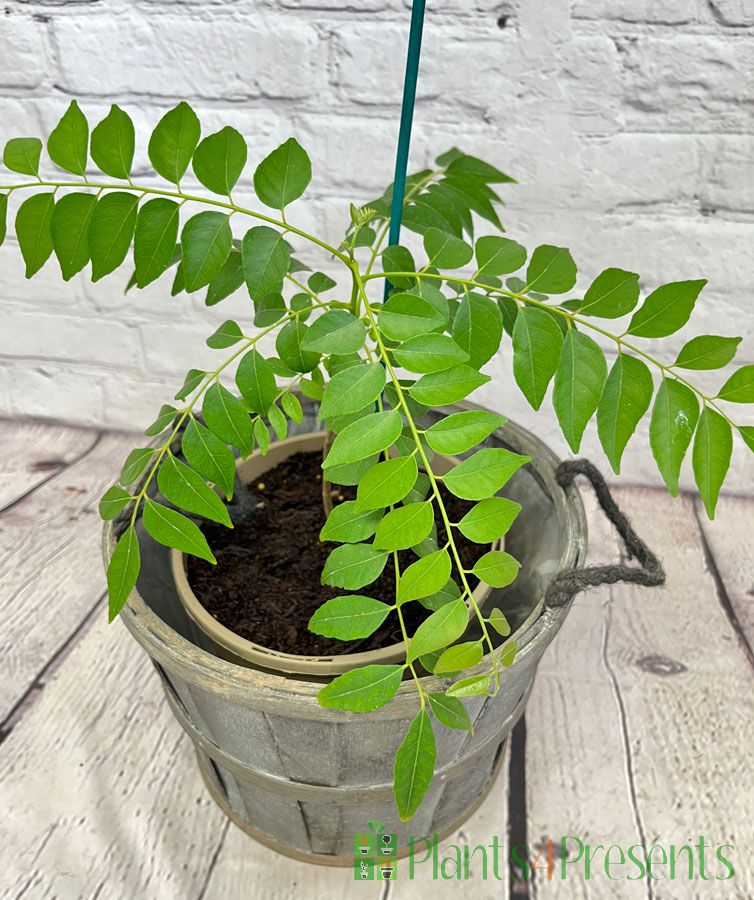 Large Curry Leaf Plants Delivered | Mature Kari Patta plants