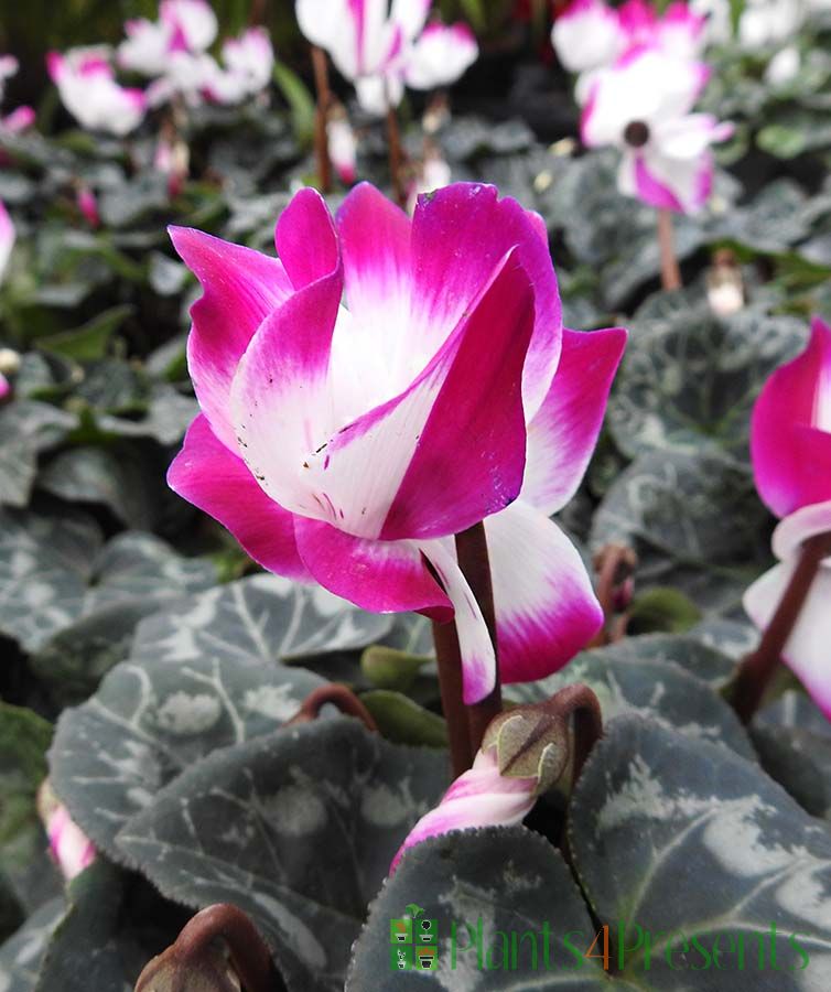 Potted Cyclamen Plants | Next Day Delivery | Plants4Presents
