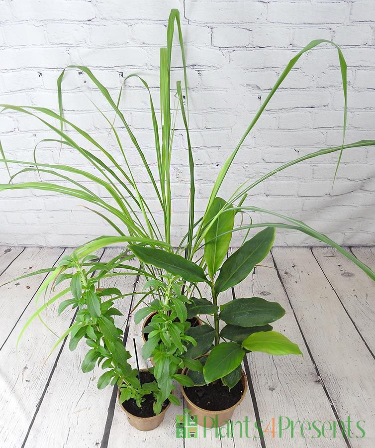 Exotic Herb Collection | Exotic herb plants for Asian cookery and ...