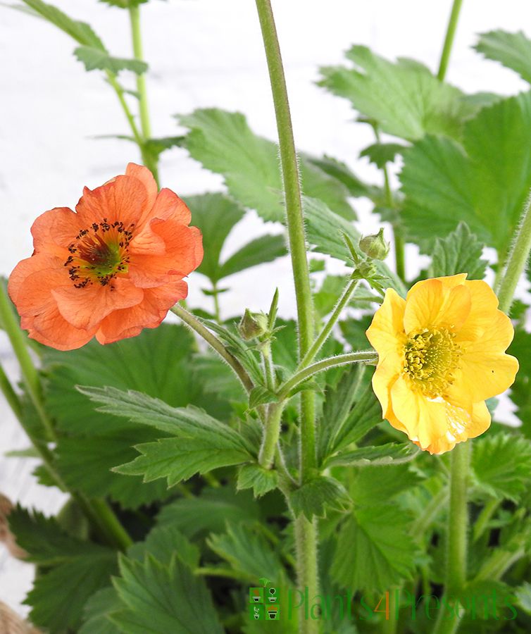 Geum Plant | Next Day Delivery Available | Plants4Presents