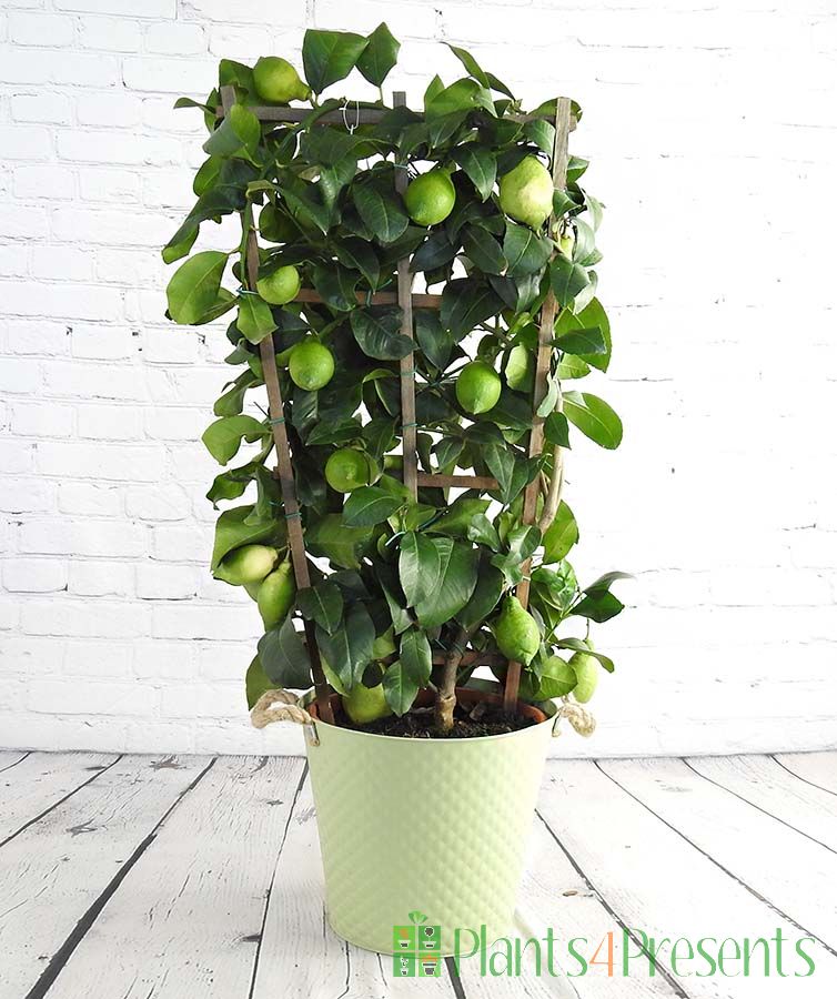 Giant lemon trellis plants will make a superb centrepiece in a bright ...