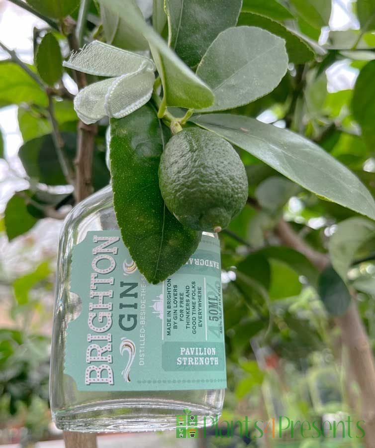 Lime Tree Gin and Tonic Gift Set | Plant Gifts for Gin Lovers ...