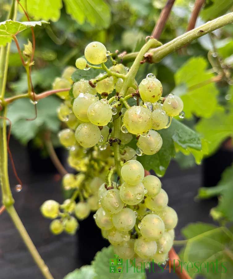 Johanniter Grapevine Plants | white grapes for winemaking | Plants4Presents