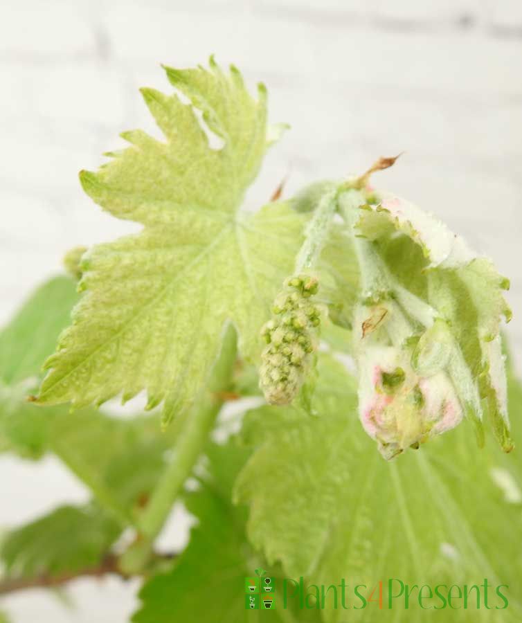 Johanniter Grapevine Plants | white grapes for winemaking | Plants4Presents