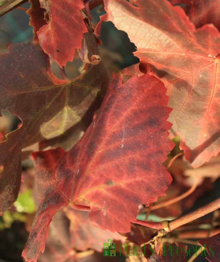 Send a Regent as a plant gift - Quality Plants, Fast UK Delivery