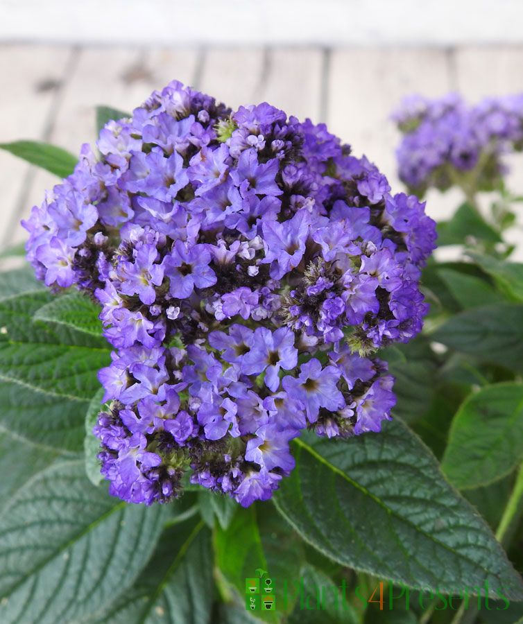 Peruvian Heliotrope Plant | Next Day Delivery Available | Plants4Presents