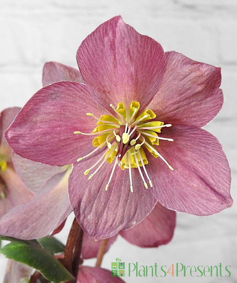 Red hellebore with beautiful winter flowers delivered next day