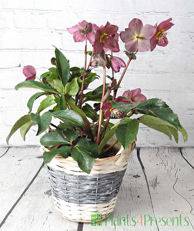 Red hellebore with beautiful winter flowers delivered next day