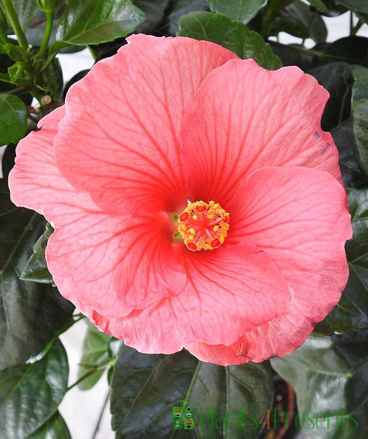 Large Hibiscus | Flowering Houseplants | Next Day Delivery Available ...