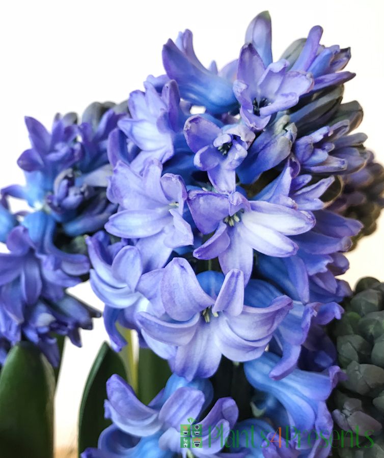 Box of Hyacinths make a beautiful gift