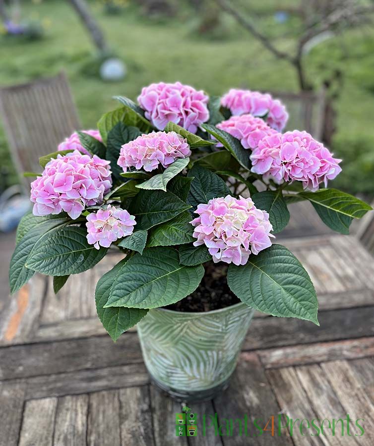 Pink Hydrangea Plants | Next Day Delivery Available | Plants4Presents