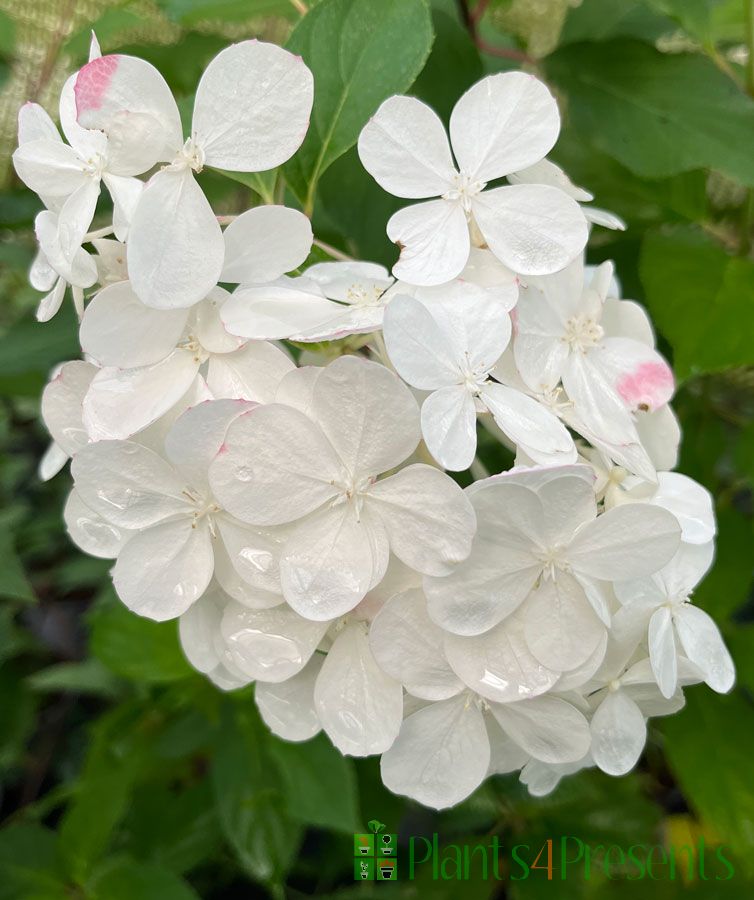 Woodland Hydrangea plants delivered as gifts | Mature Hydrangea ...