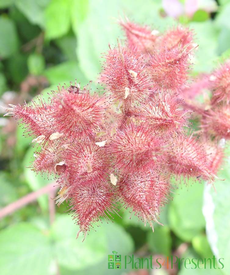 Japanese Wineberry plants delivered as gifts