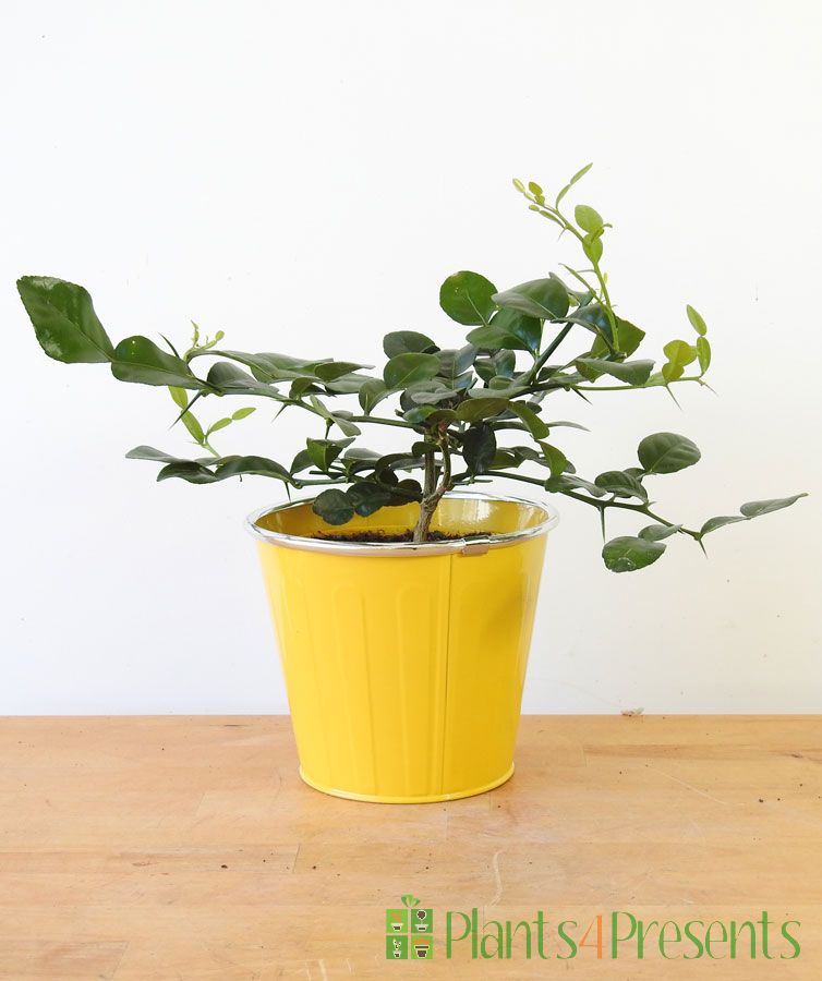 Baby Kaffir Lime plants delivered as gifts for cooks