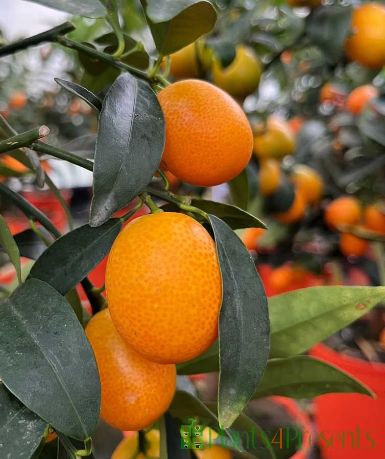 Kumquat Trees | Great housewarming plant gifts, fast delivery