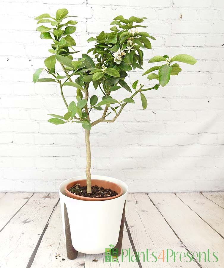 Large Lime Tree and Lime Tree Gifts | Fast Delivery | Plants4Presents