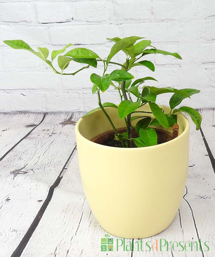 Baby Lemon Trees delivered as windowsill plant gifts by Plants4Presents