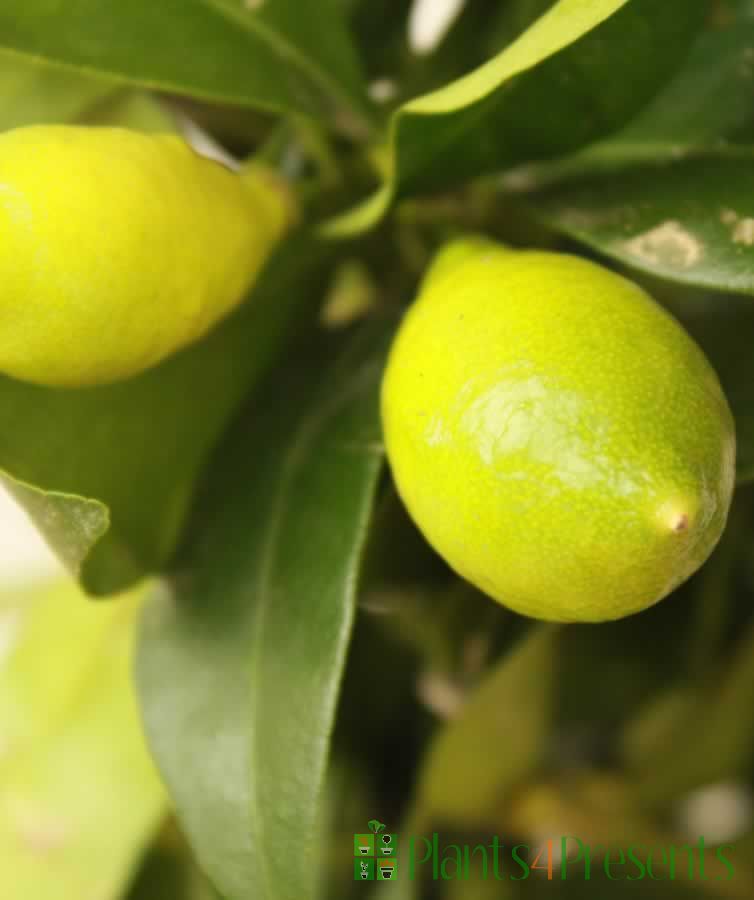 Mini Lemon Lara | Send fruity miniature lemon trees as gifts