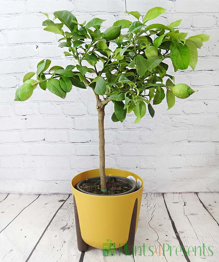 Large Lemon Tree | Next Day Delivery Available | Plants4Presents
