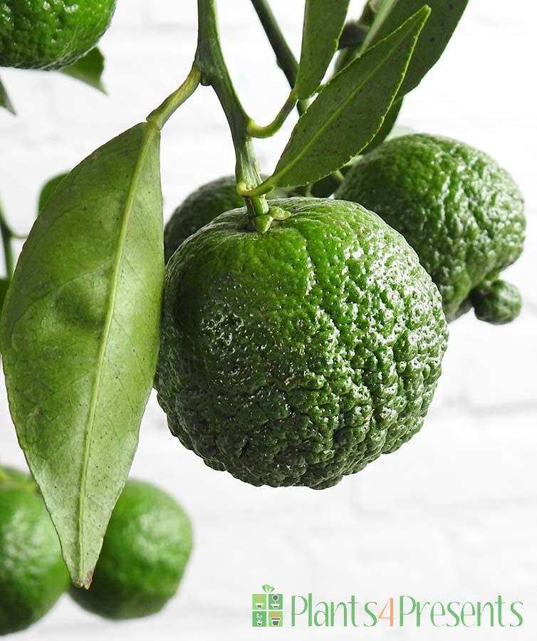 Lemon Pursha trees gift wrapped with fast delivery