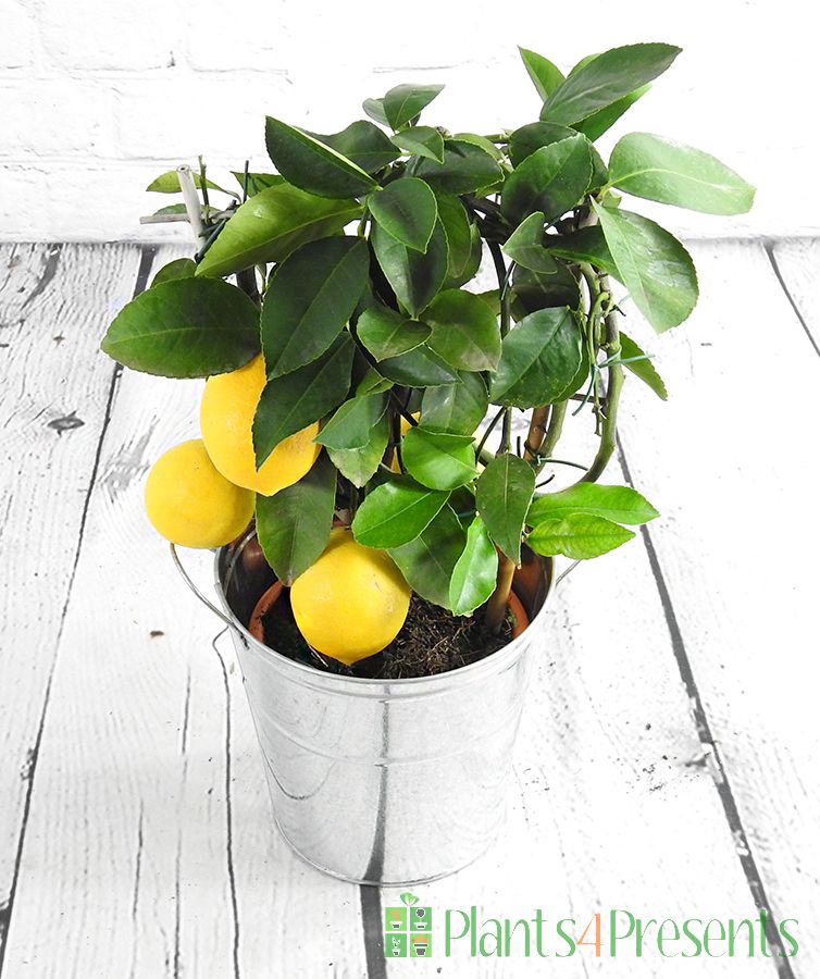 Lemon Trellis | Citrus plants delivered as gifts