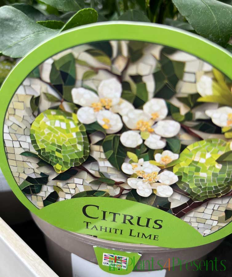 Medium Lime Bushes delivered as gifts across the UK