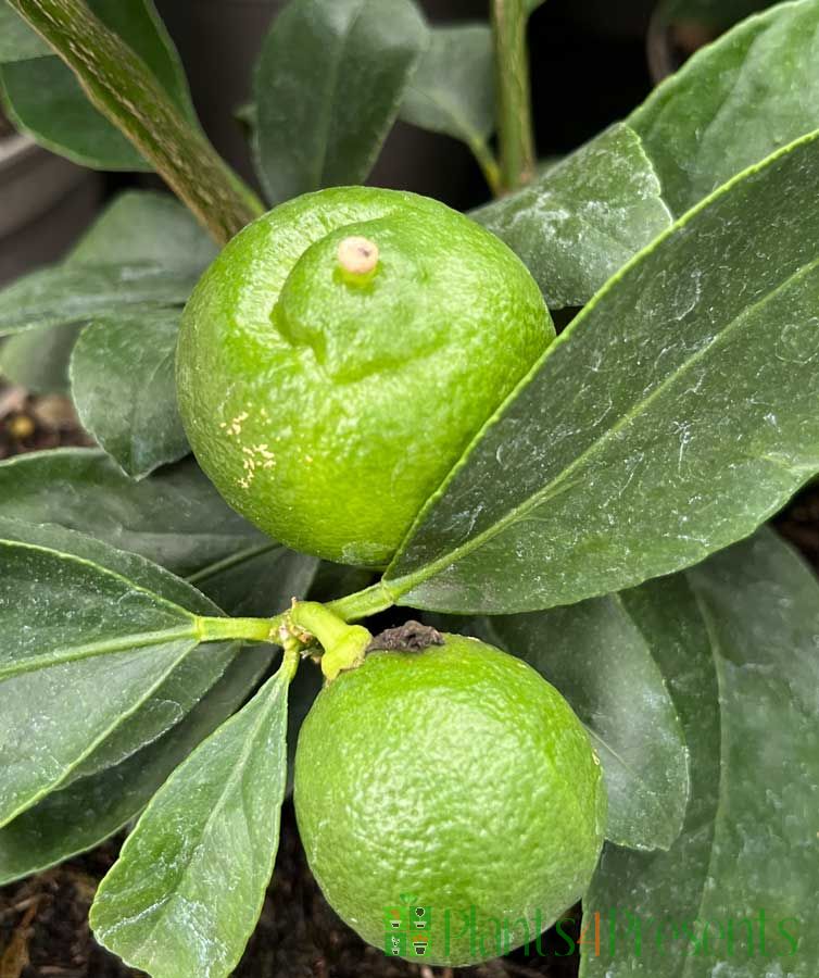 Medium Lime Bushes delivered as gifts across the UK