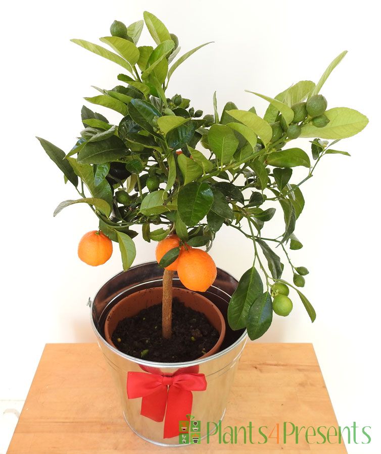 Large red Rangpur Lime delivered as a gift