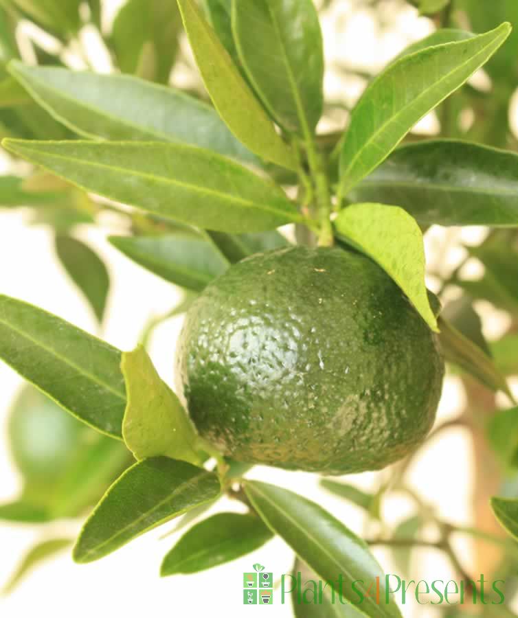 Clementine Trees delivered as Gifts