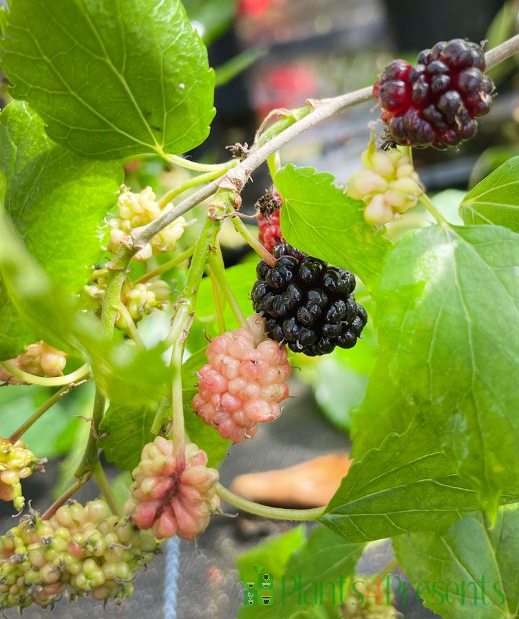 Dwarf Mulberry Bush Plant | Next Day delivery Available | Plants4Presents
