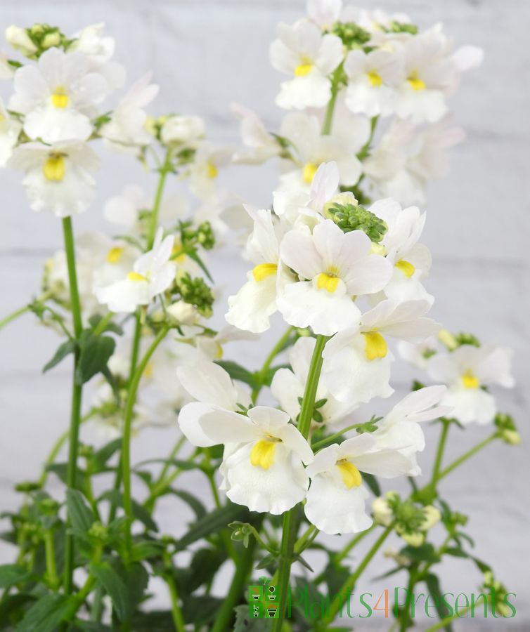 Summer flowering patio plant gifts