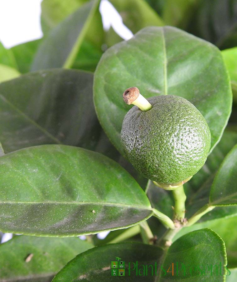 Large Orange Tree | Next Day Delivery Available | Plants4Presents