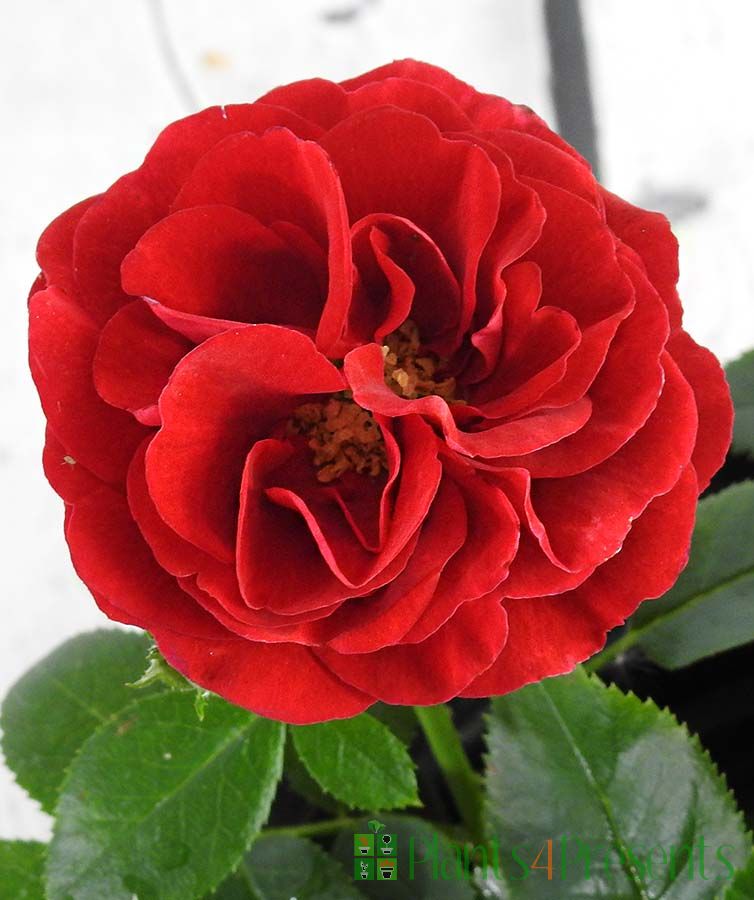 Happy Anniversary Rose bush | Next Day Delivery Available | Plants4Presents