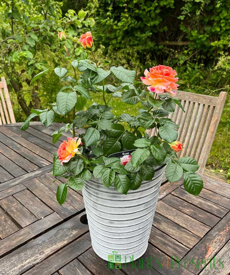 Potted Patio Rose Plant | Next Day Delivery Available | Plants4Presents