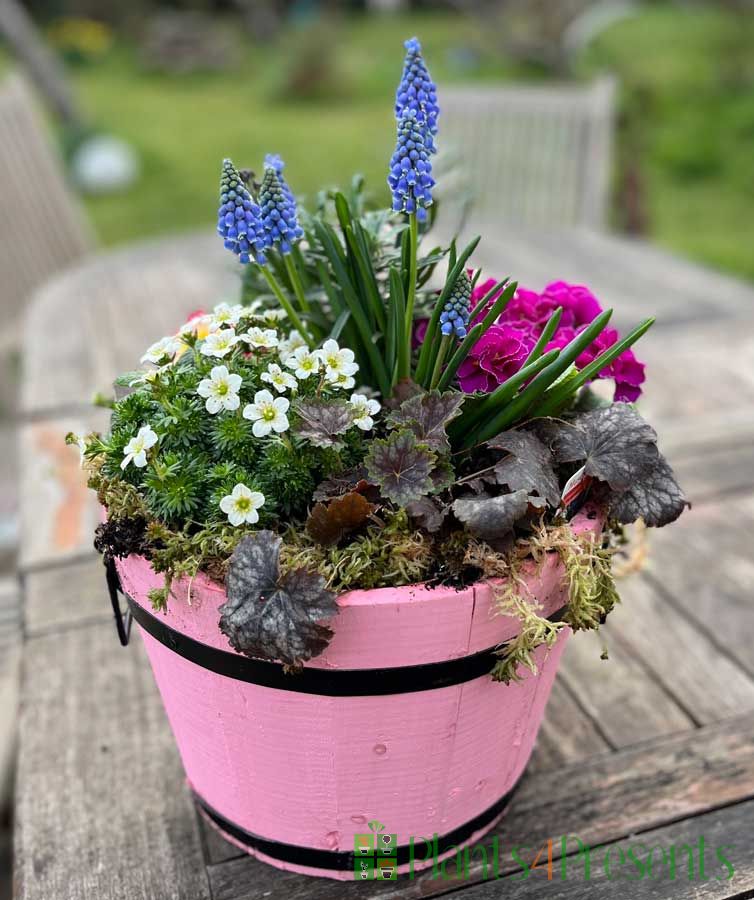 Pink Barrel Planter | Large Planted Arrangements | Pink Mother's Day ...