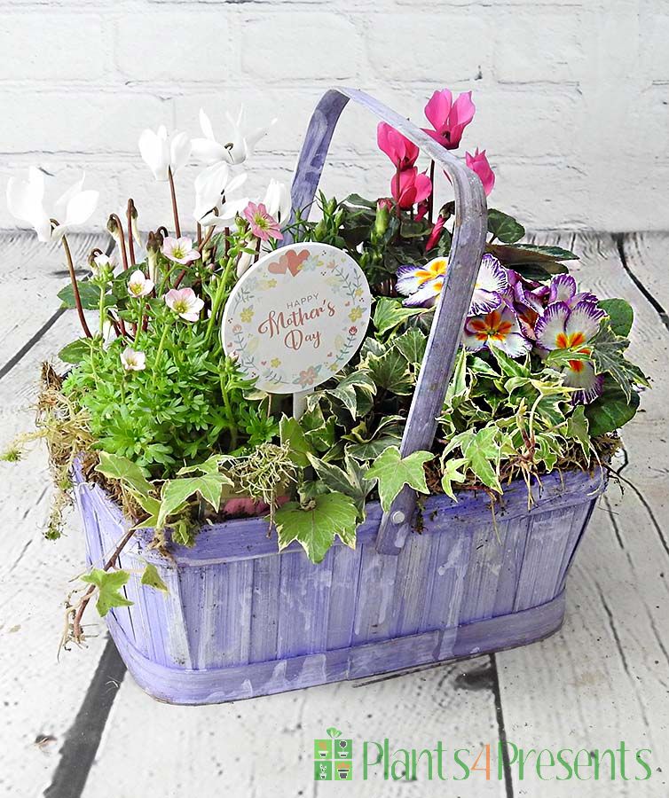 Mothers Day Planter | Spring flowering plant gifts delivered