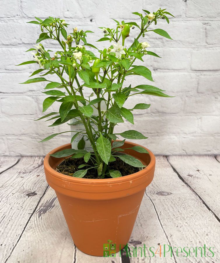 Prairie Fire Chilli Plant Gifts - delivered gift wrapped and boxed on ...