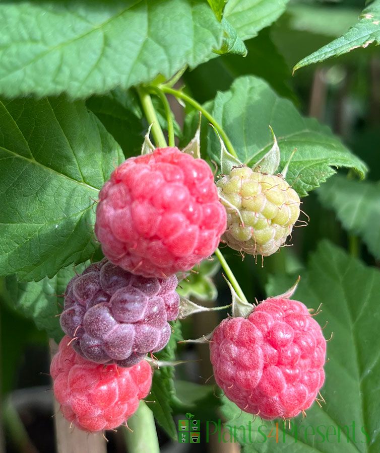 Meeker Raspberry Bushes delivered as gifts | Plants4Presents