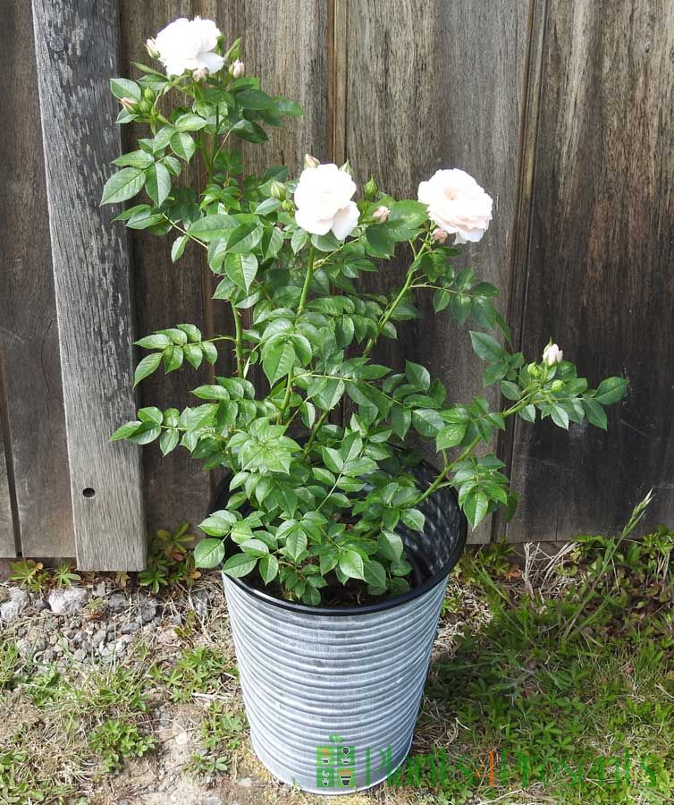 Happy Anniversary Rose bush | Next Day Delivery Available | Plants4Presents