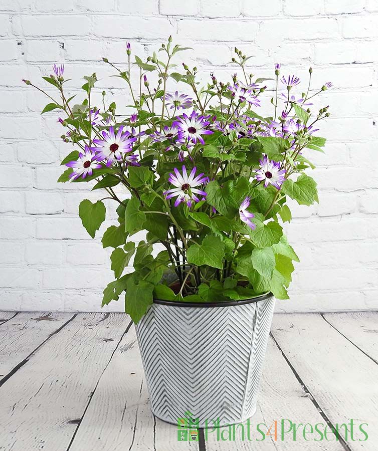 Senetti