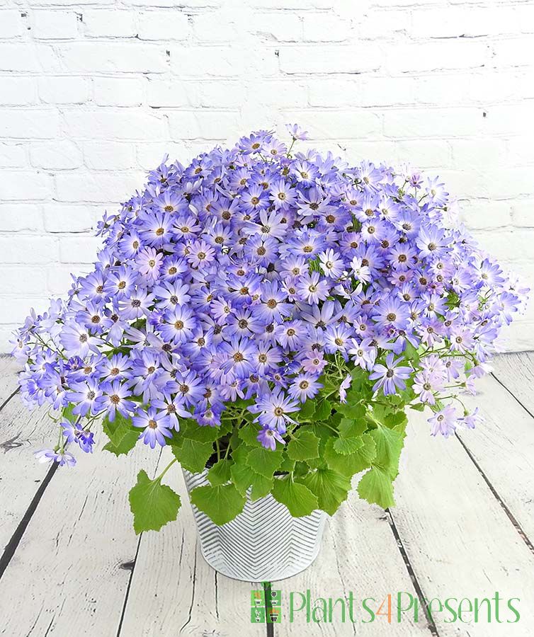 Senetti