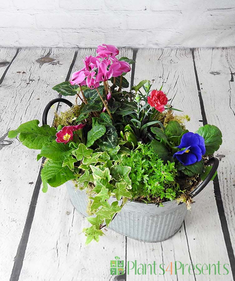 Large Spring Tin Planter | Fast Next Day Delivery Available ...