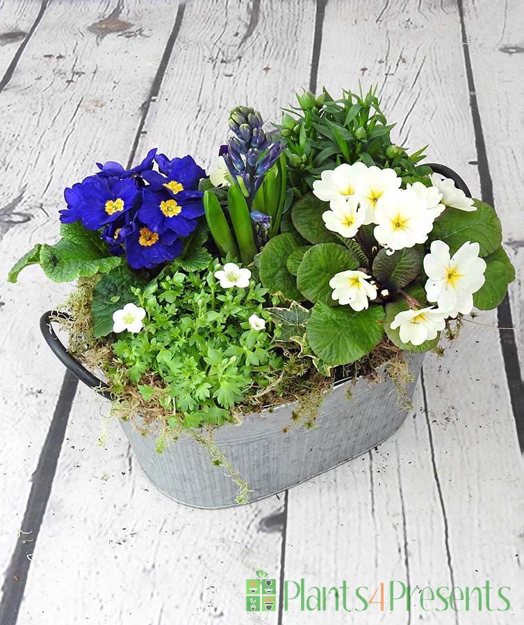 Large Spring Tin Planter | Fast Next Day Delivery Available ...